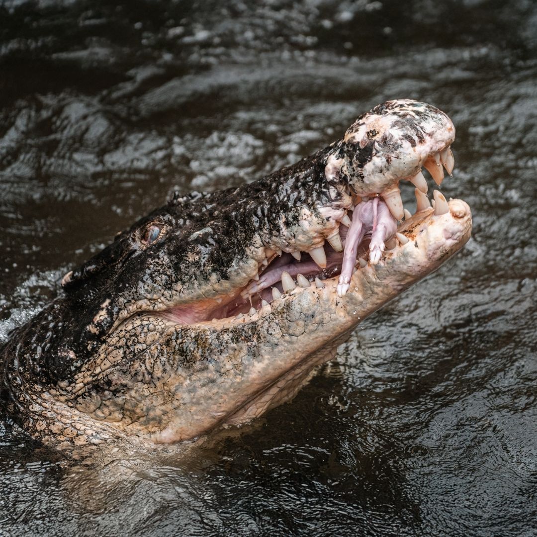 PÅSKEFERIE I KROKODILLE ZOO – Krokodille Zoo